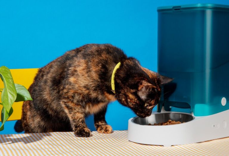 Ultimate Guide: Is Sheba Cat Food Is A Smart & Nutritious Choice For ...